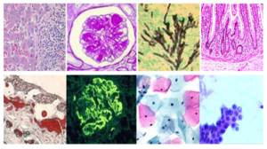 Pathology & Mortuary Services - NHSGGC