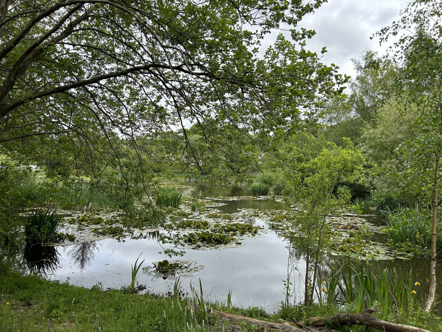 Our Areas of focus - NHSGGC