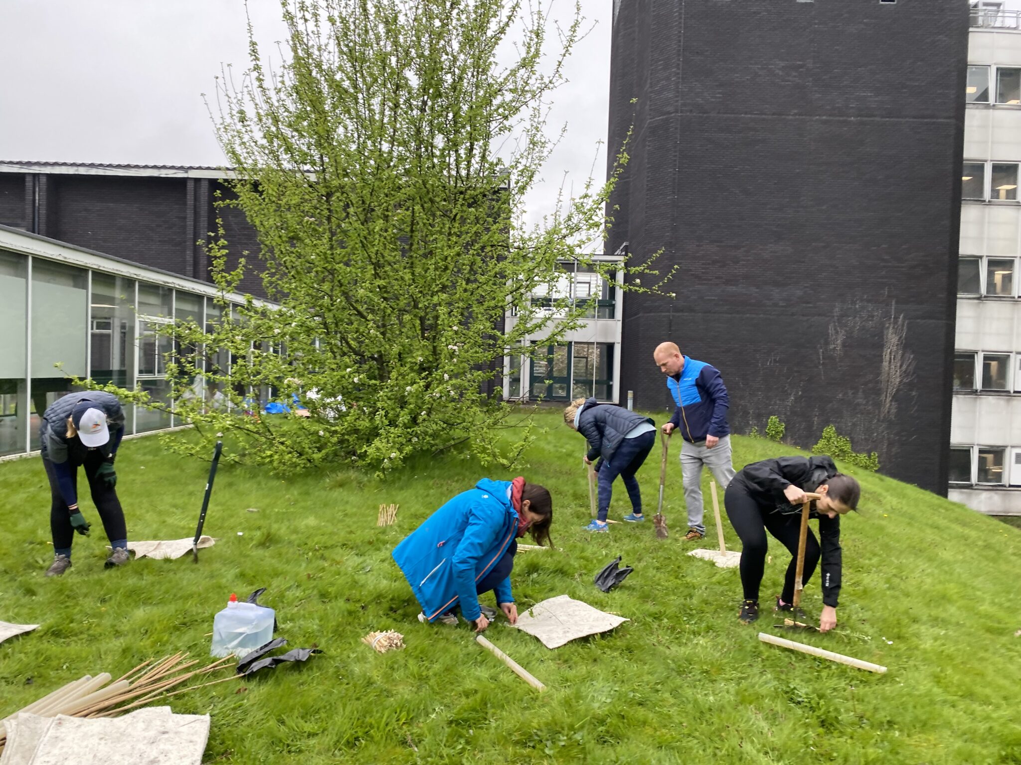 NHSGGC volunteers plant 300 trees in hospital greenspace project - NHSGGC